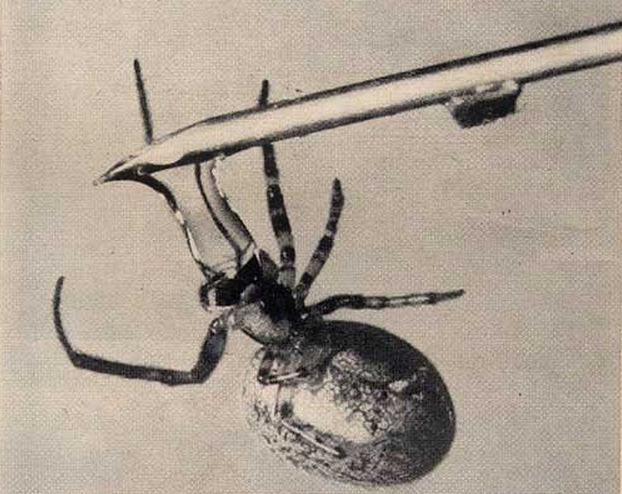 This Is a Spider's Brain on Drugs